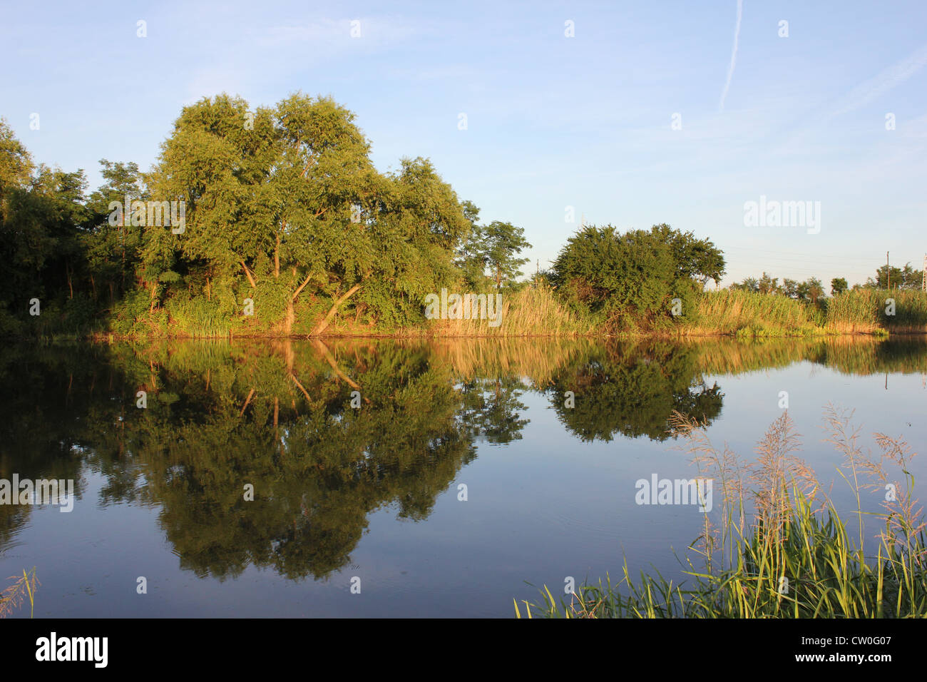 some trees at coast near river Stock Photo - Alamy