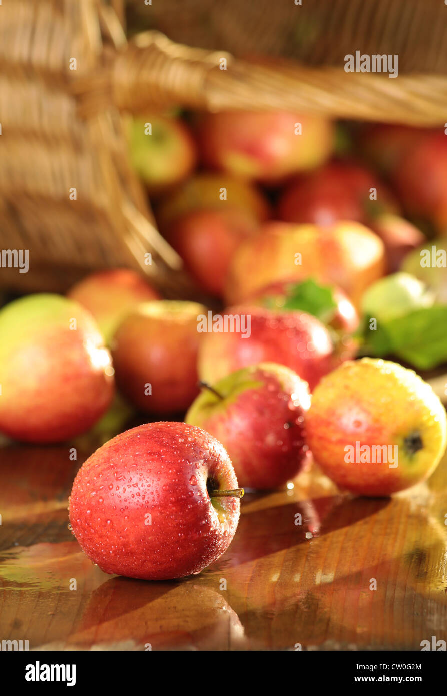 Basket of juicy apples on a wet table in the sun Stock Photo - Alamy