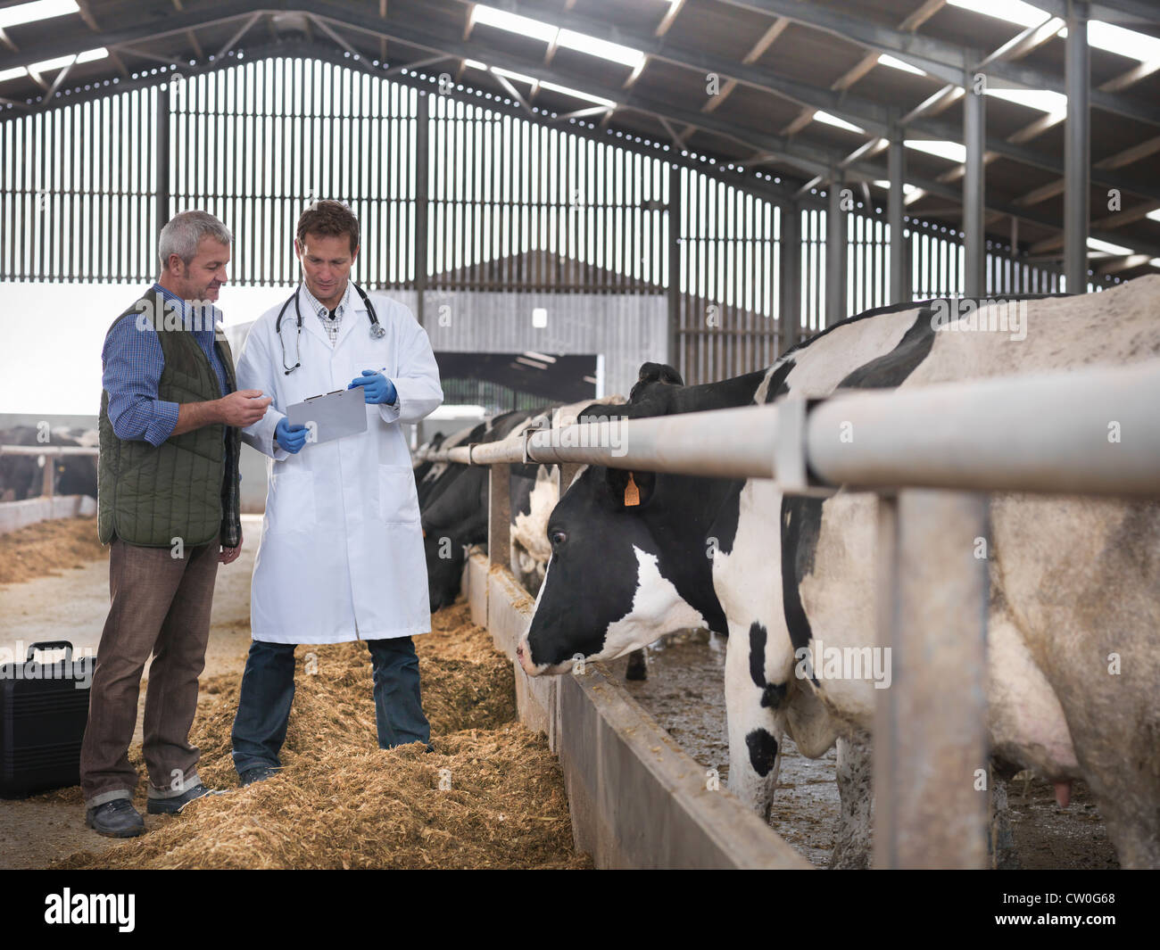 Farmer checking cattle hi-res stock photography and images - Alamy