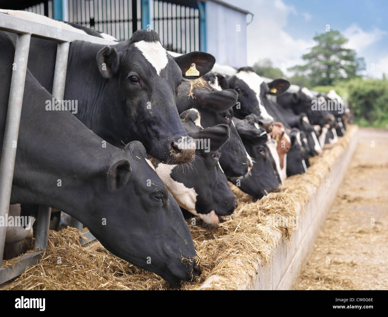 Cow munching hi-res stock photography and images - Alamy