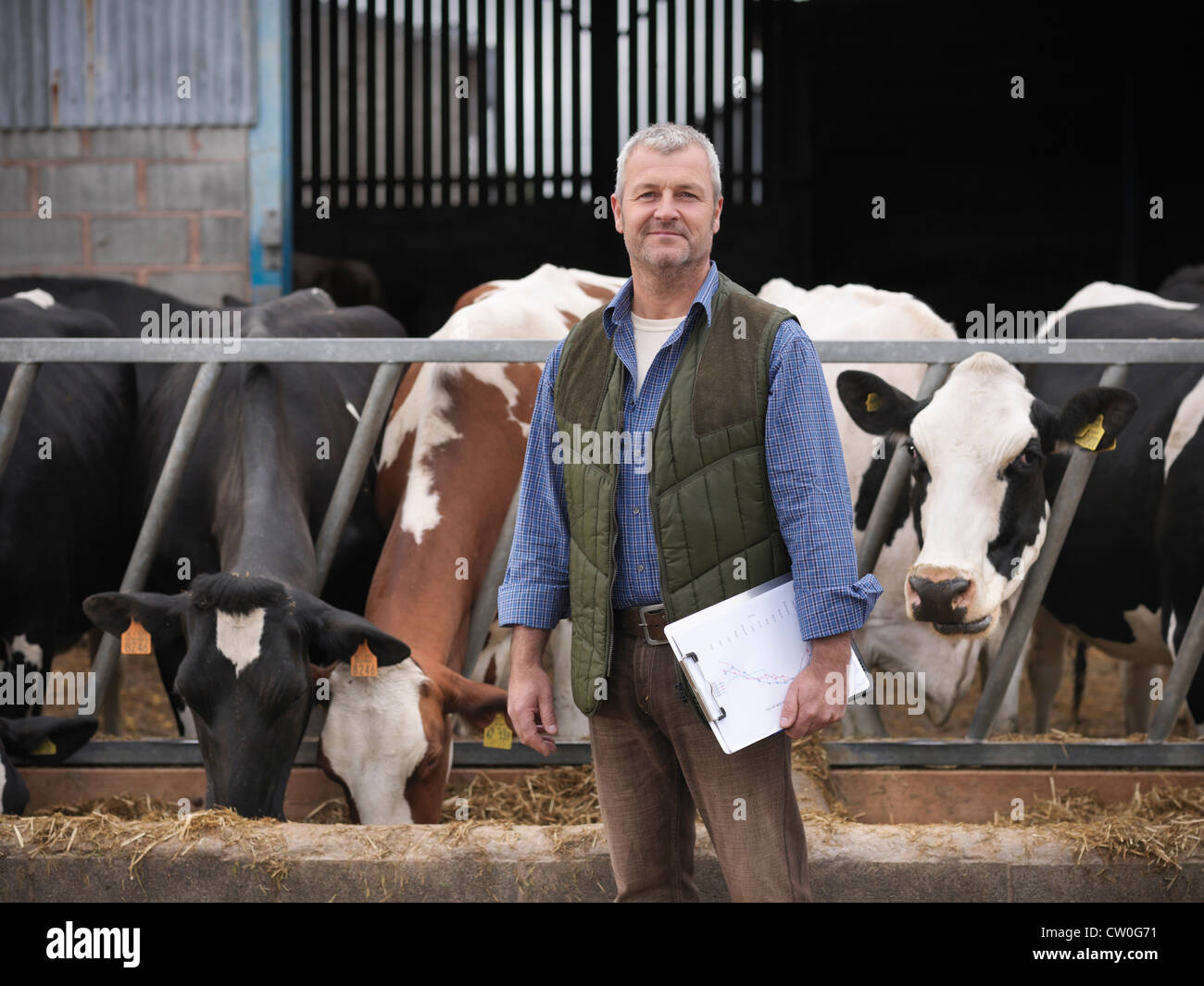 Cow feed in trough hi-res stock photography and images - Alamy