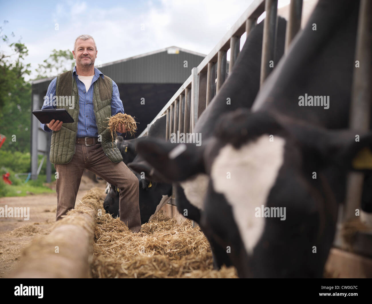 Cow feed in trough hi-res stock photography and images - Alamy