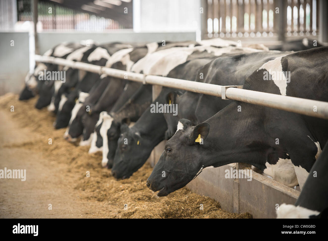 Cow feed in trough hi-res stock photography and images - Alamy