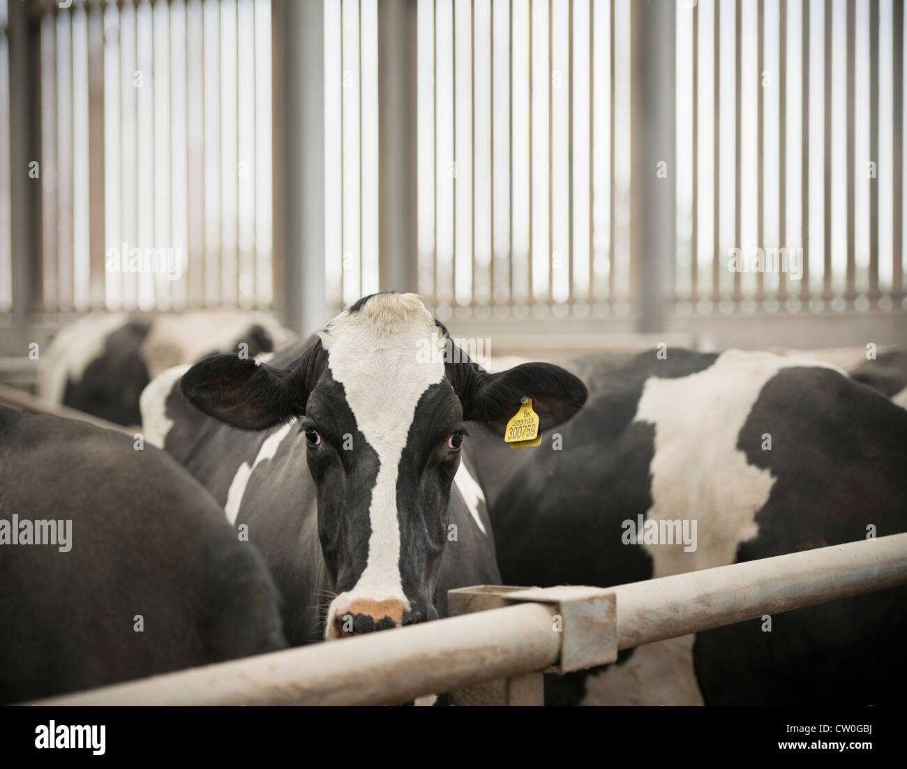 Cattle barn inside hi-res stock photography and images - Alamy