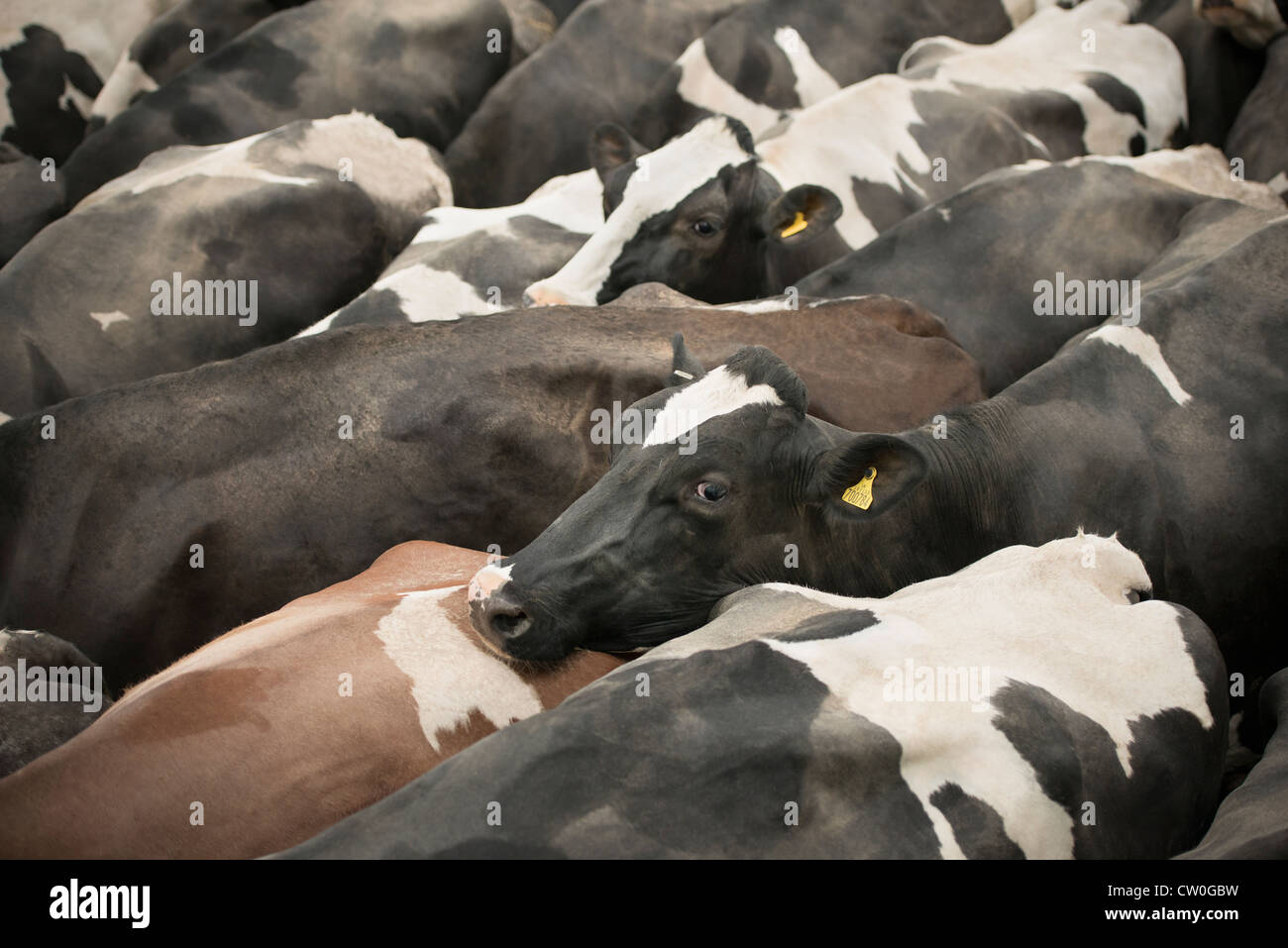 Rural cattle pen hi-res stock photography and images - Alamy