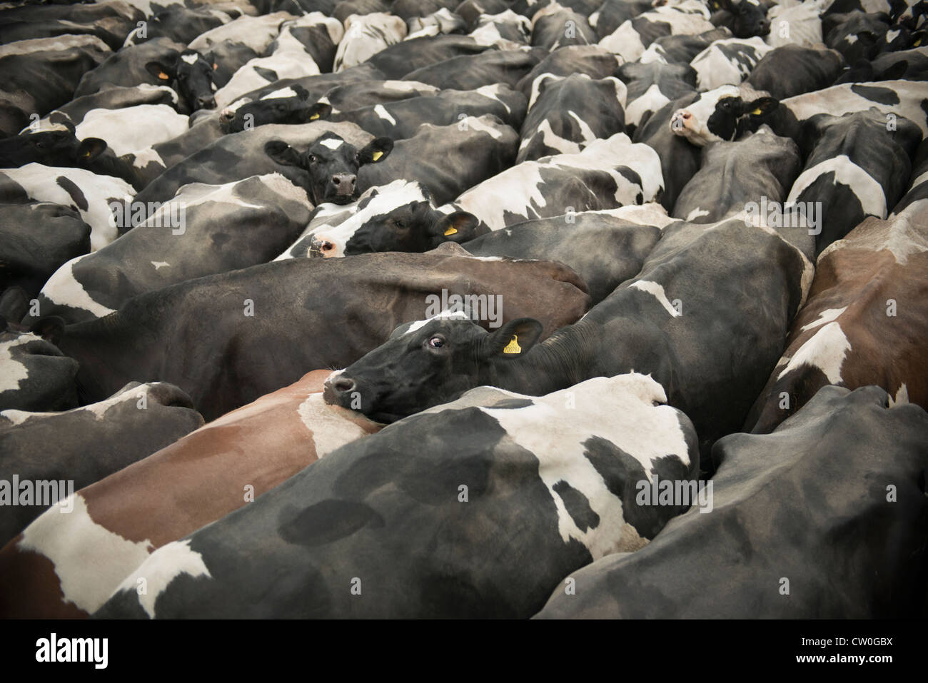 Pen cattle hi-res stock photography and images - Alamy