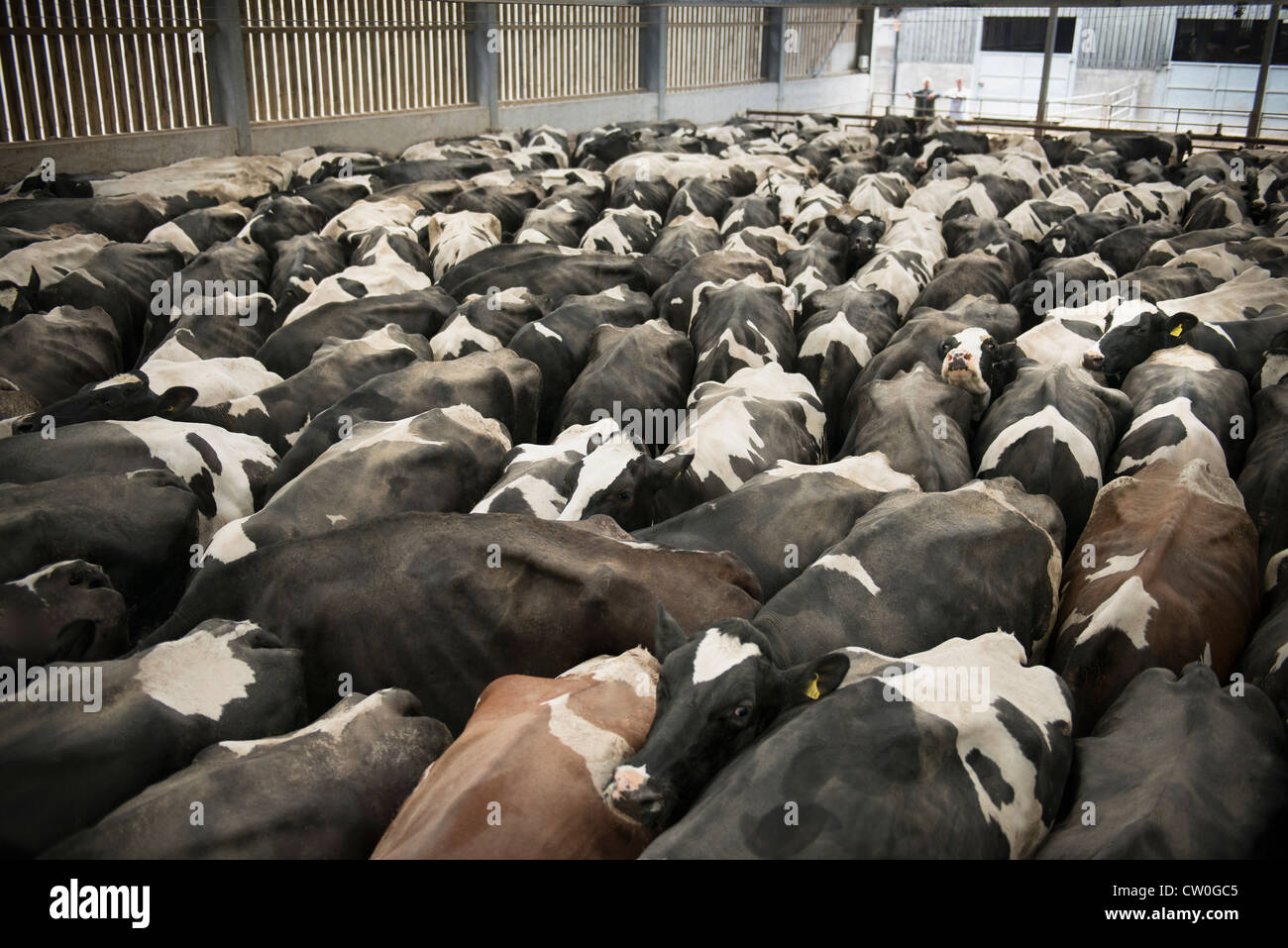 Friesian bovine cow hi-res stock photography and images - Alamy