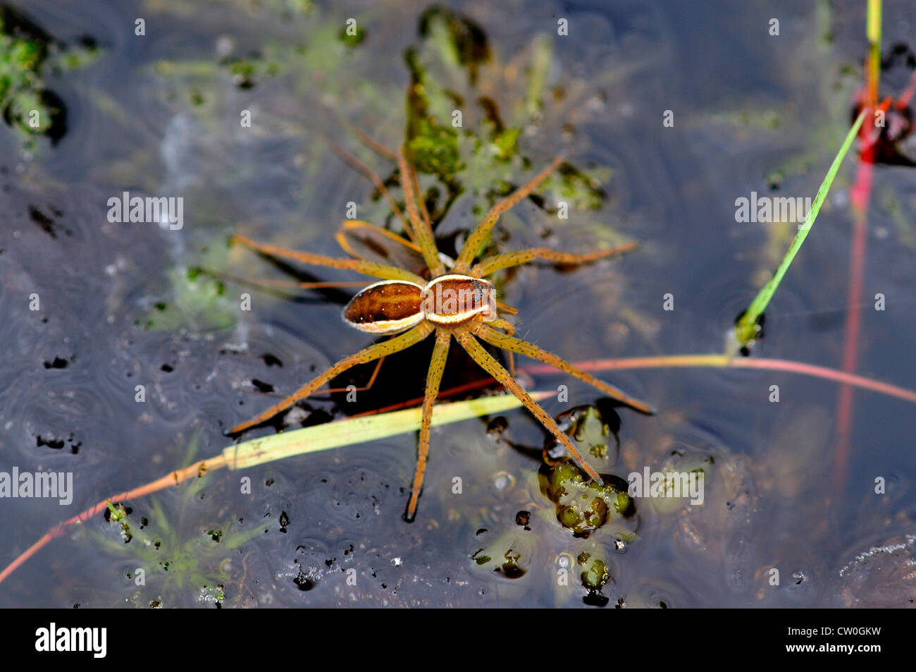 Raft spider hi-res stock photography and images - Alamy