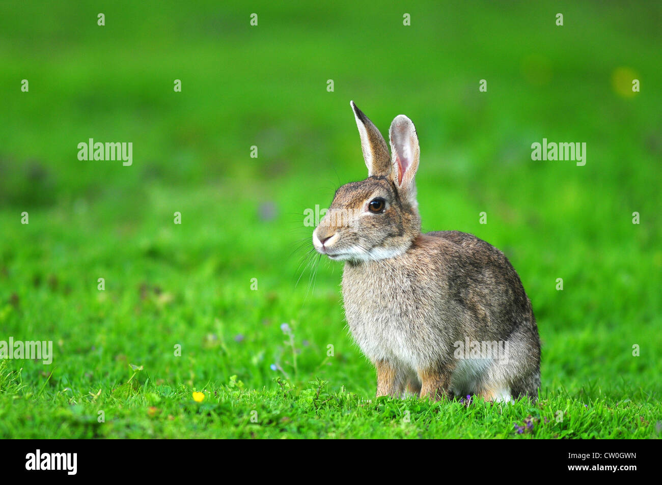 Long eared rabbit hi-res stock photography and images - Alamy