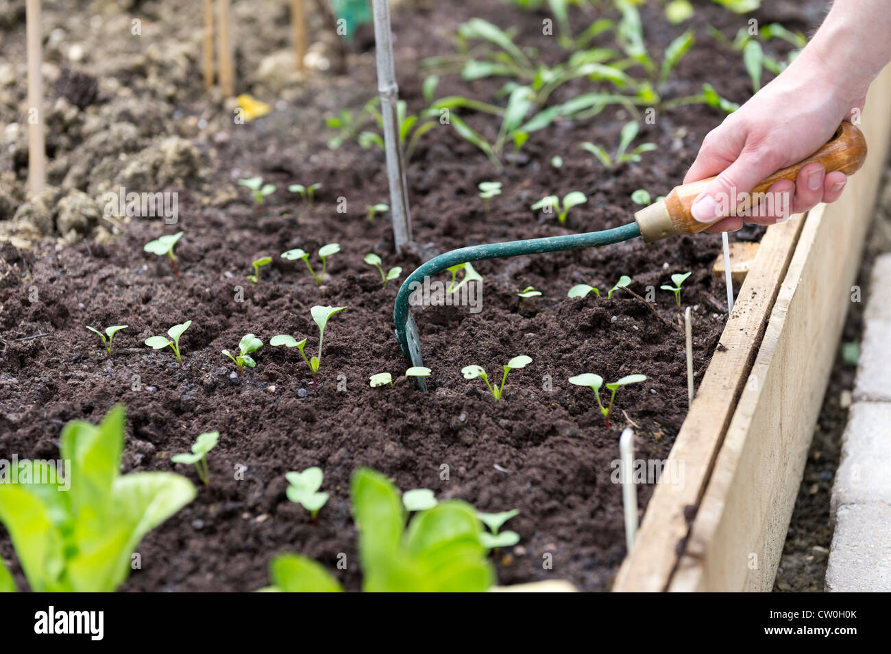 Gardener Lightly Hand Tilling Radish Rows on Raised Bed Stock Photo - Alamy