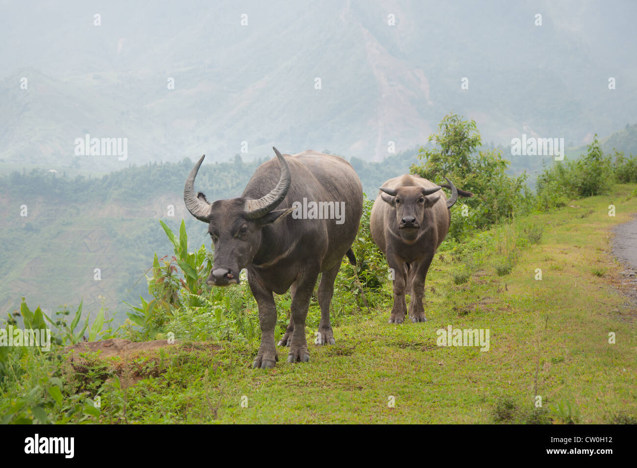 Cow with two horns hi-res stock photography and images - Alamy