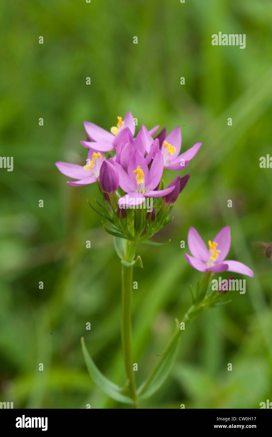 Common Centaury, Centaurium erythraea, growing in damp grassland ...
