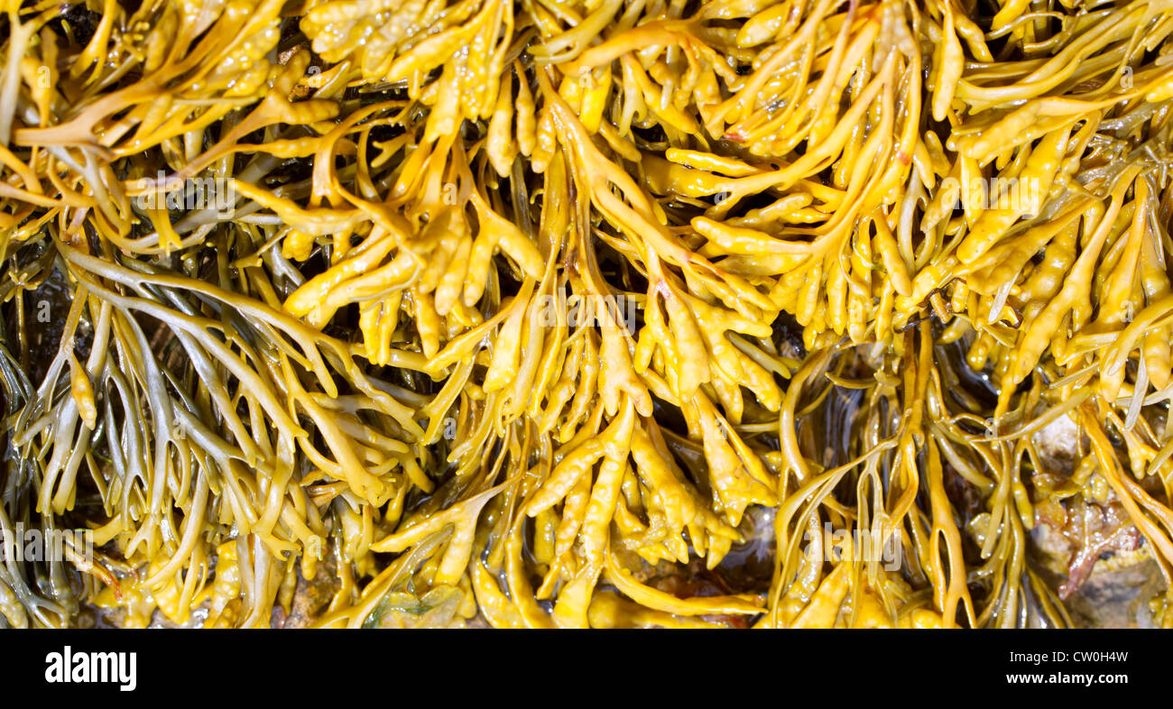 Pelvetia canaliculata seaweed hi-res stock photography and images - Alamy