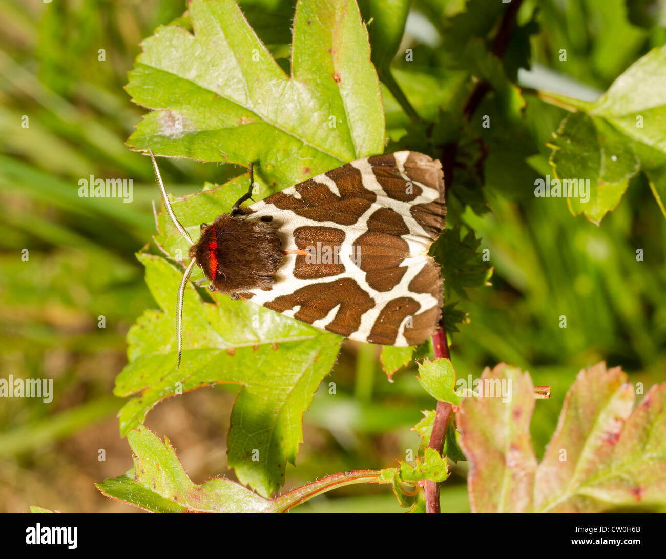 Garden Tiger Moth 'Arctia caja' on leaf Stock Photo - Alamy