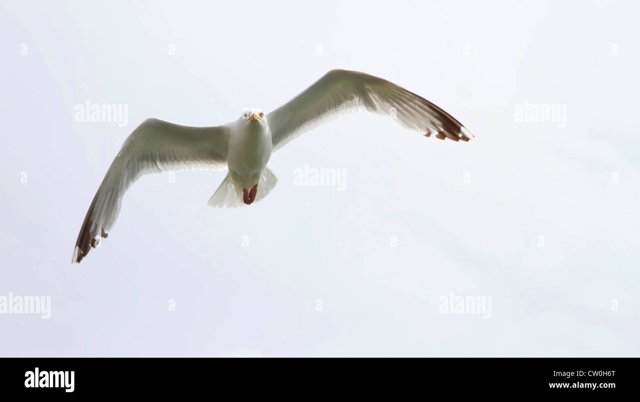 Seagull in flight Stock Photo - Alamy