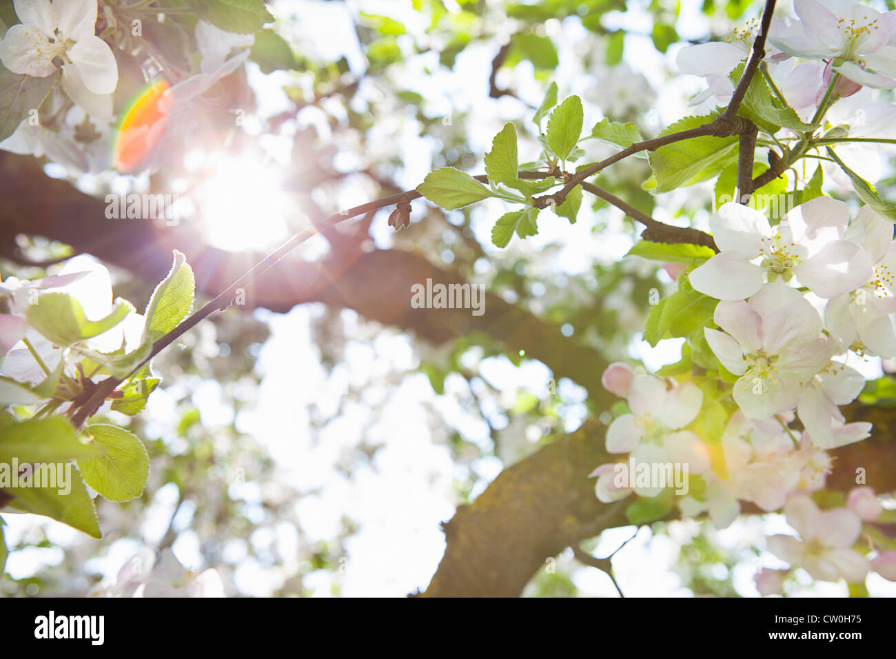 Tree growing at an angle hi-res stock photography and images - Alamy