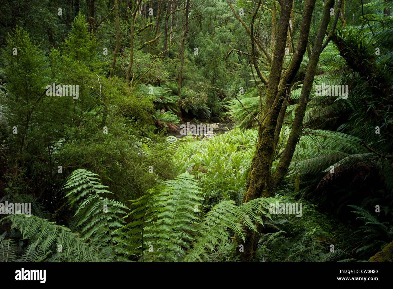 Beautiful River in the Otway Ranges National Park, Australia ...