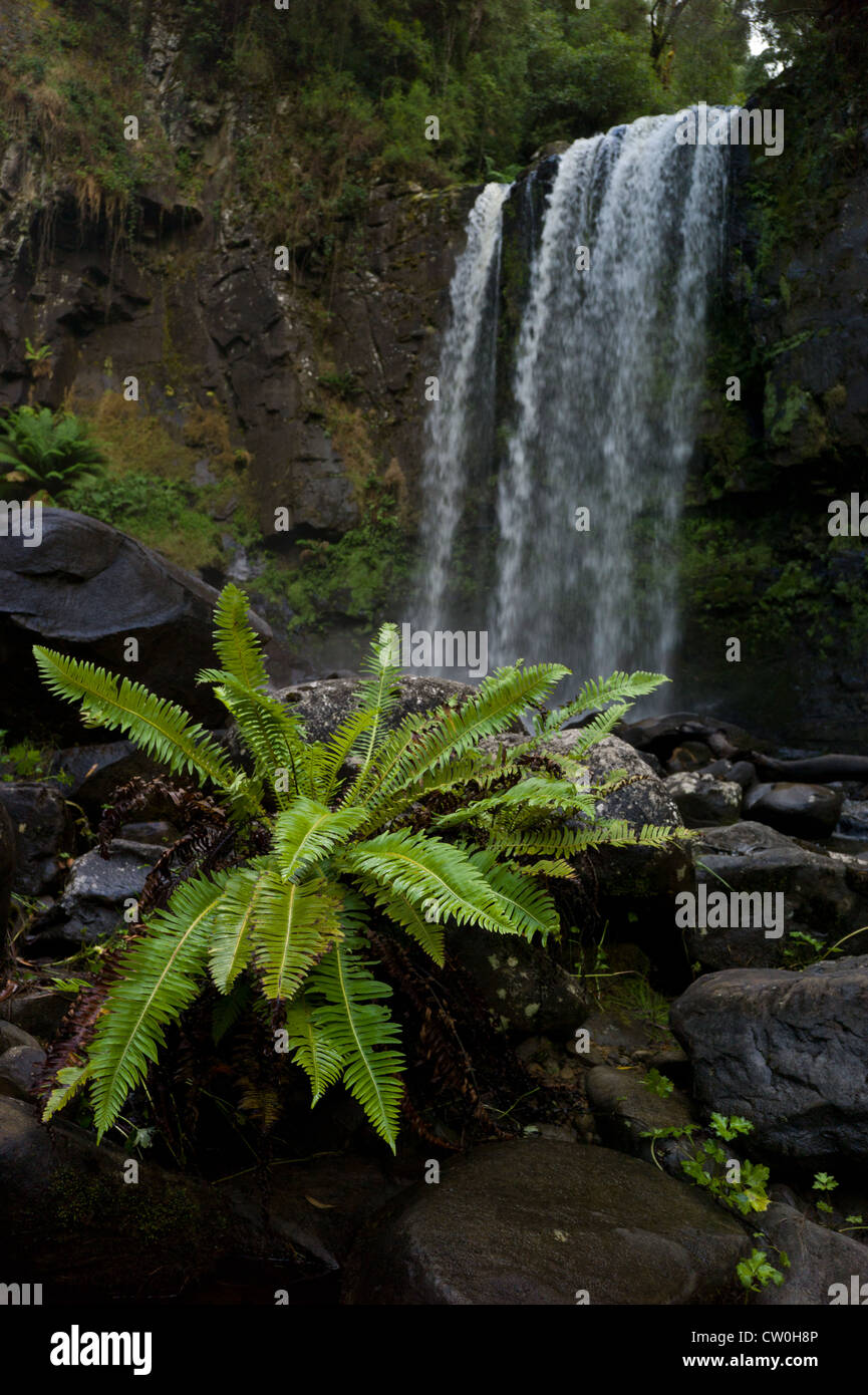 Beautiful Waterfall in the Otway Ranges National Park, Australia ...