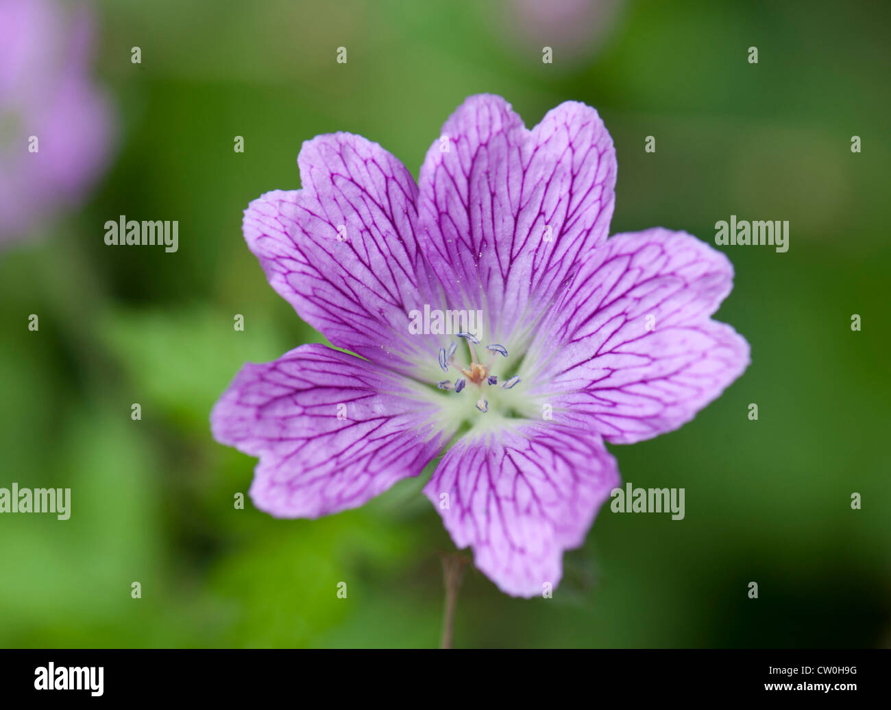 Geranium endressii hi-res stock photography and images - Alamy