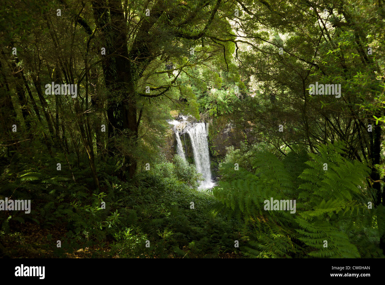 Beautiful Waterfall in the Otway Ranges National Park, Australia ...