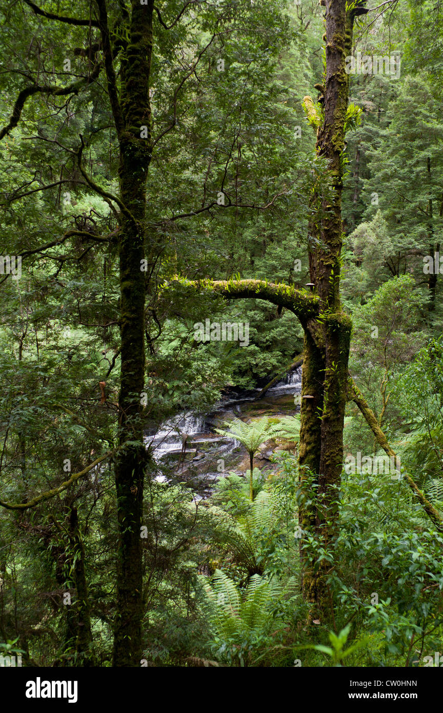 Stunning Rainforest Forest Scene. Giant Ferns and Running River in the ...