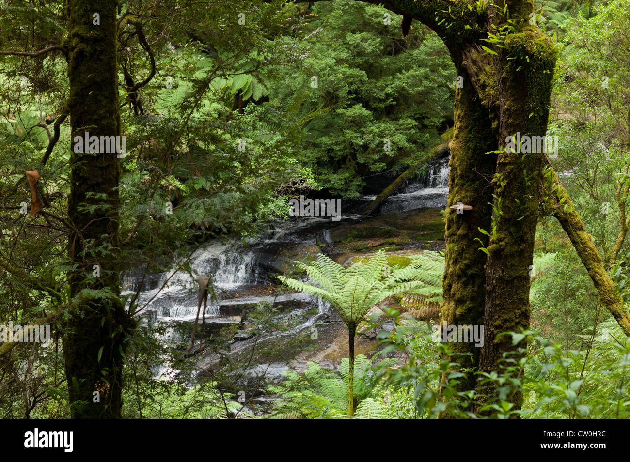 Stunning Rainforest Forest Scene. Giant Ferns and Spectacular Waterfall ...