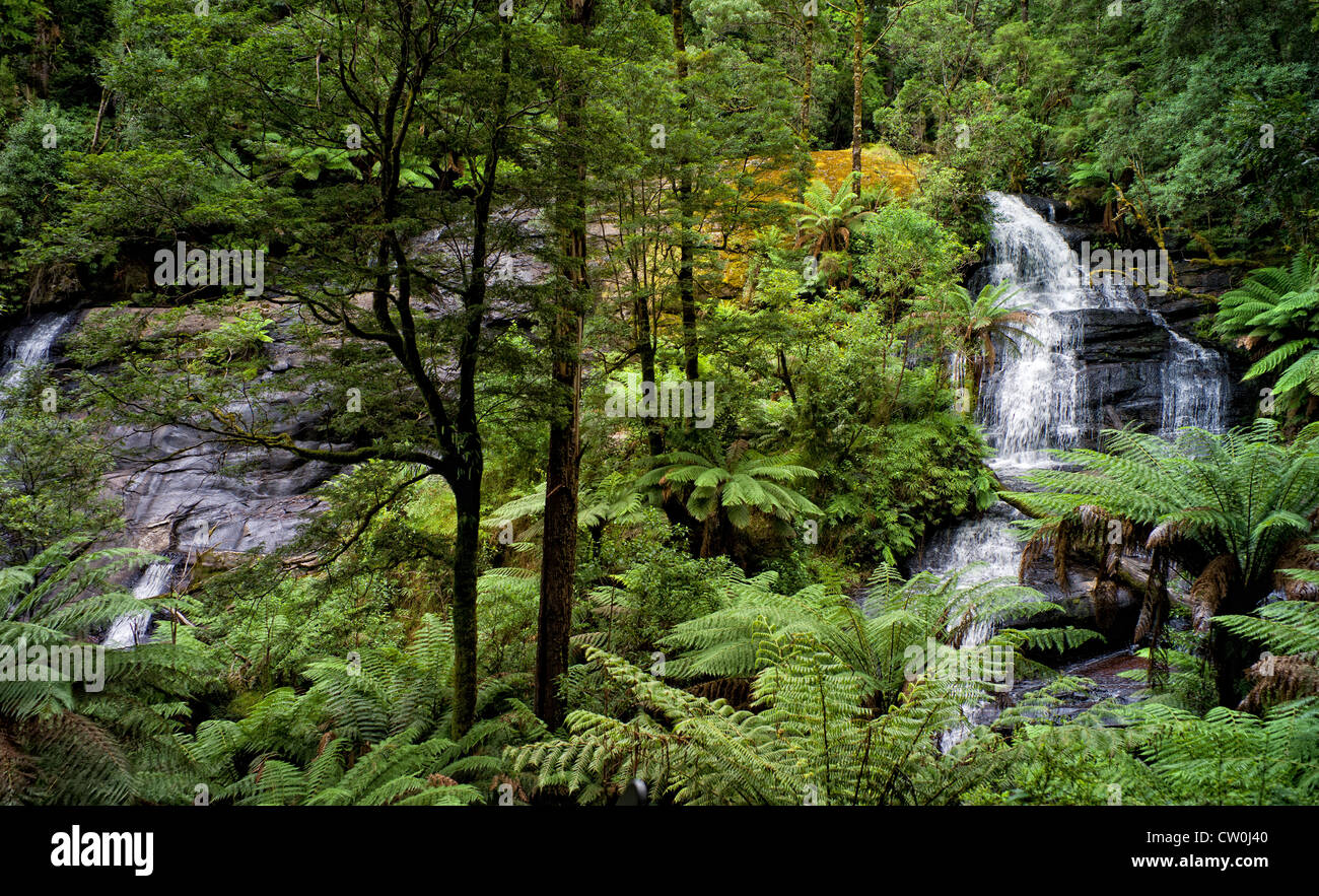 Stunning Rainforest Forest Scene. Giant Ferns and Spectacular Waterfall ...
