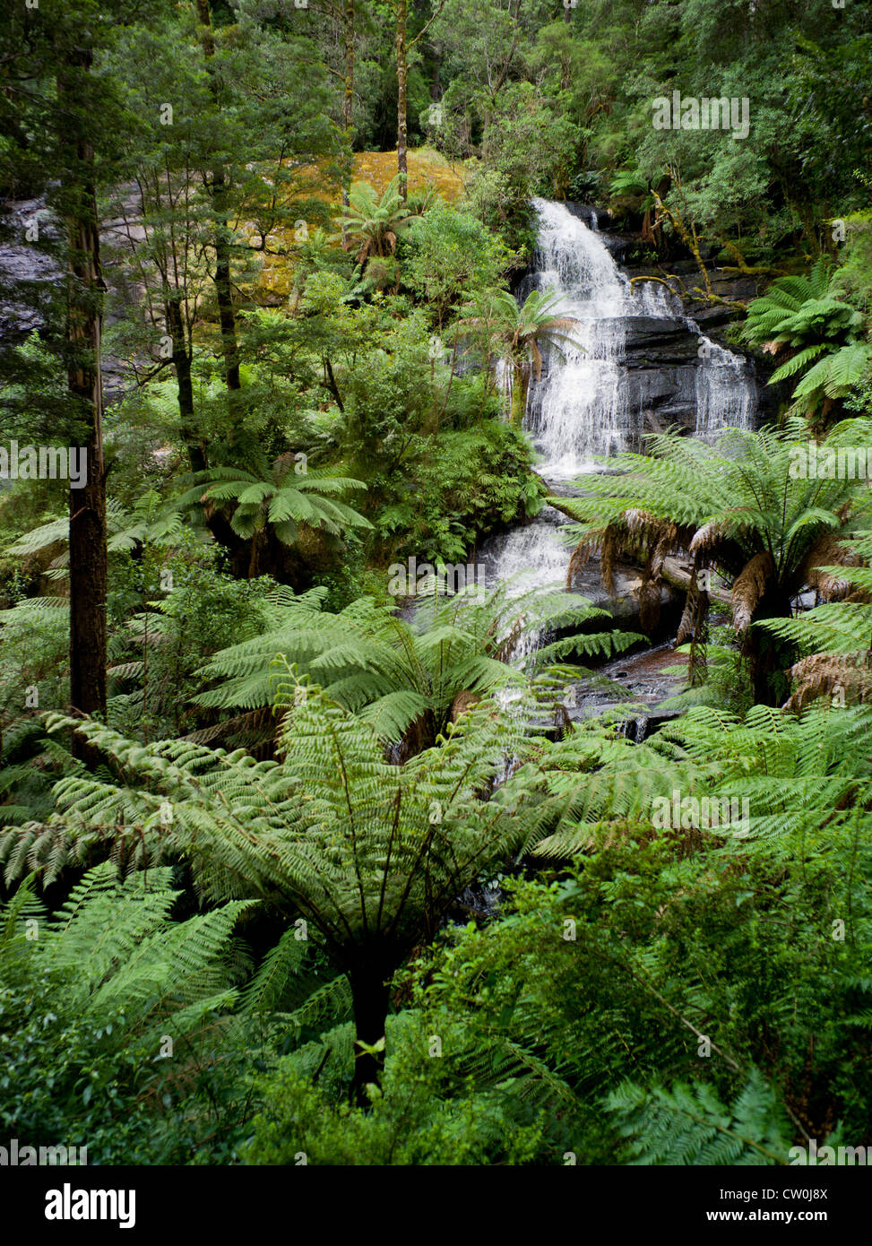 Stunning Rainforest Forest Scene. Giant Ferns and Spectacular Waterfall ...