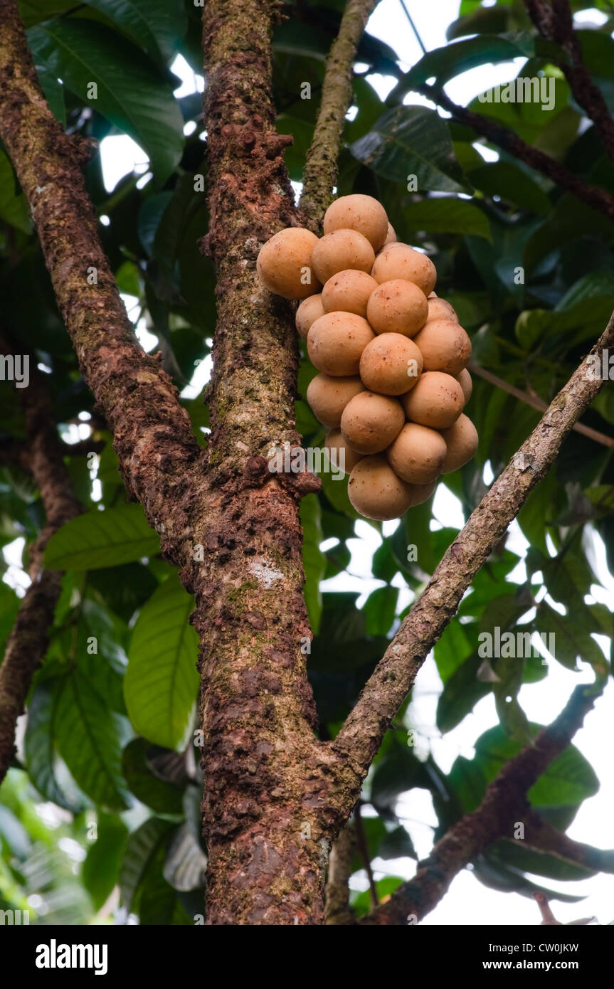 Fresh young Longkong (langsat) on tree Stock Photo - Alamy