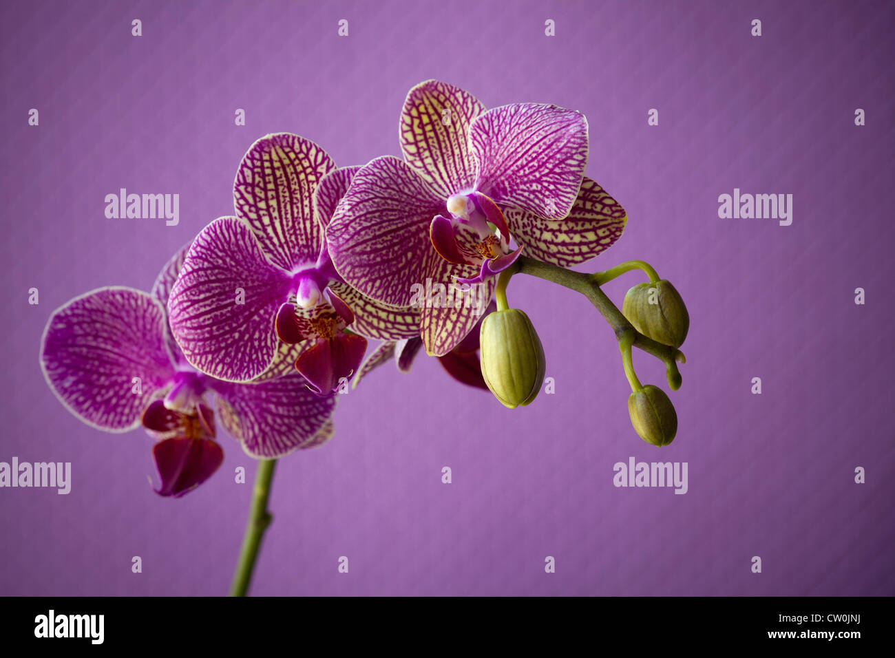 Unusual flower hi-res stock photography and images - Alamy