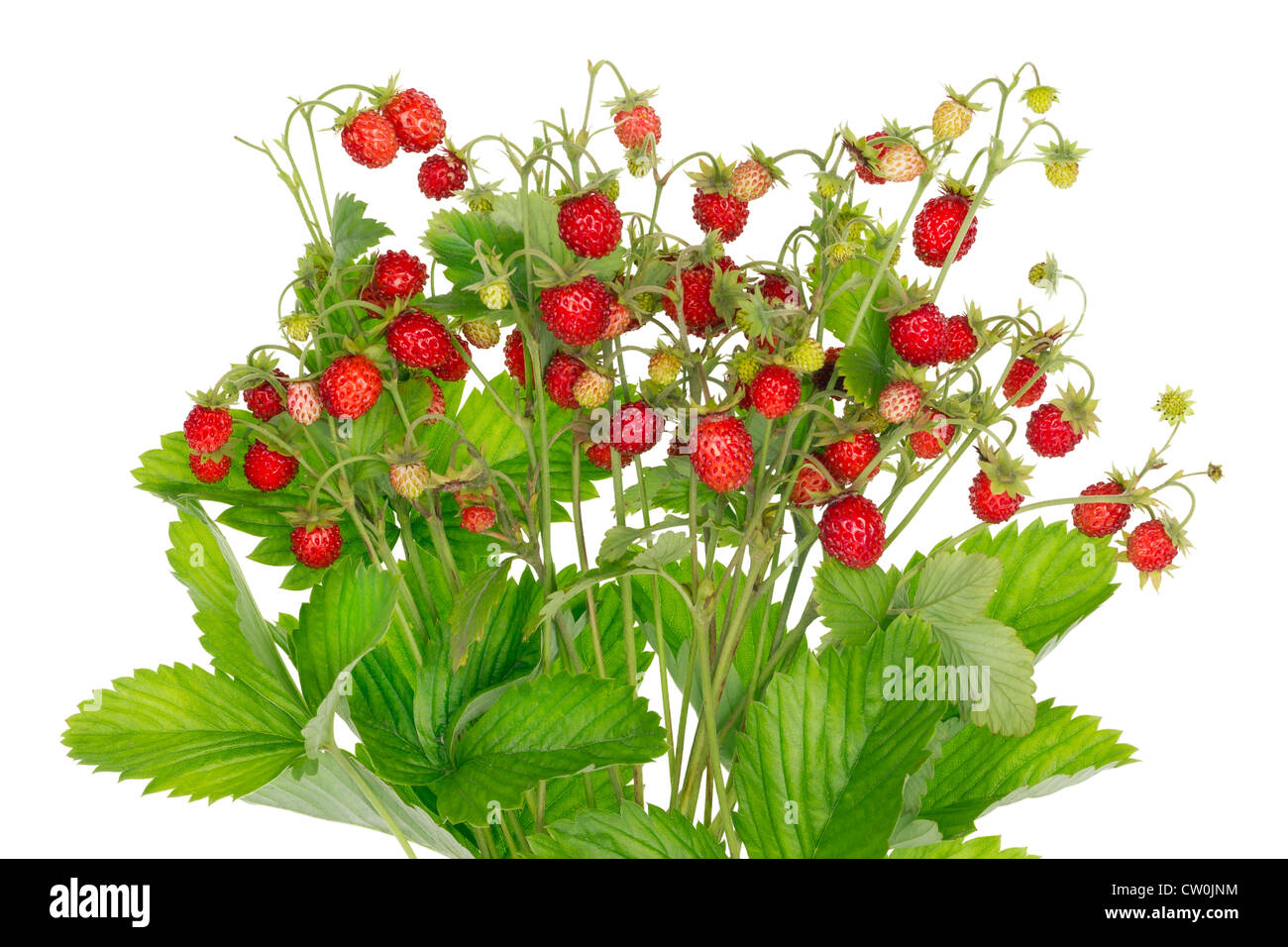 Ideal bush of real wood wild red strawberry berries with leaves ...
