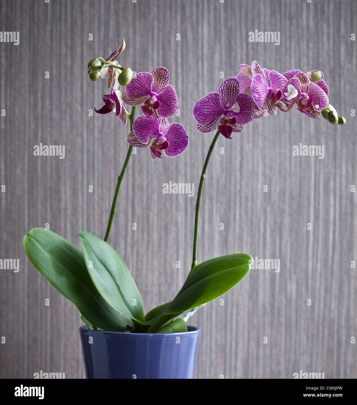 Potted orchid flower indoors Stock Photo - Alamy