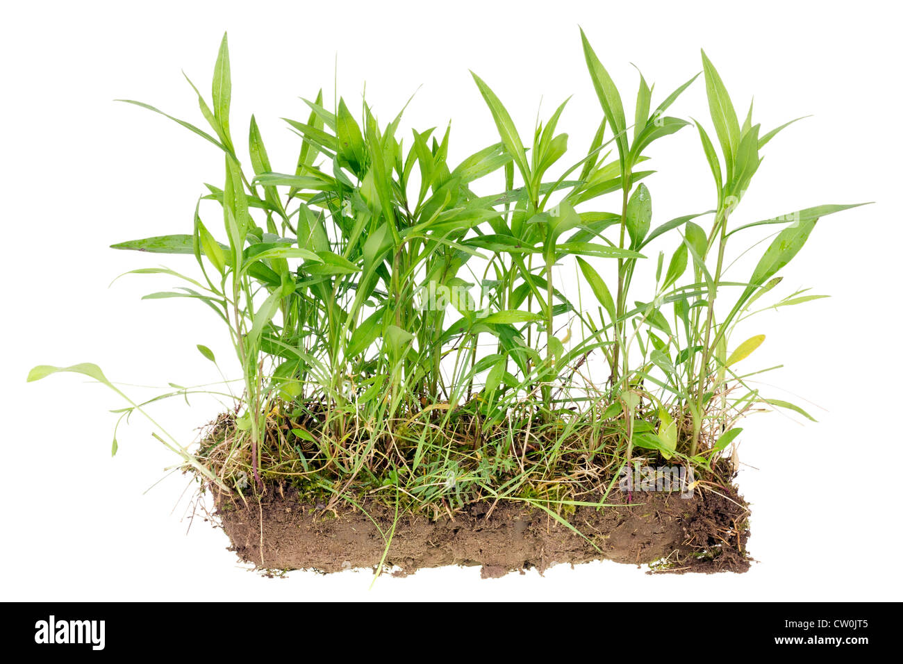 Real uncultivated field isolated fragment with wild plants and grass ...