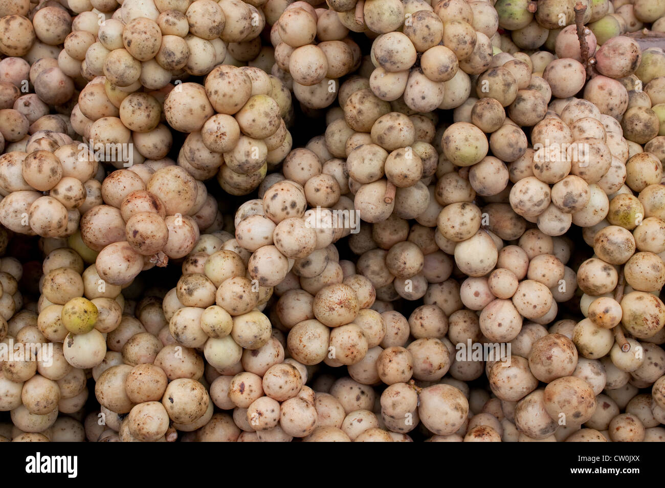 Fresh Lansium domesticum (Longkong) inThailand Stock Photo - Alamy