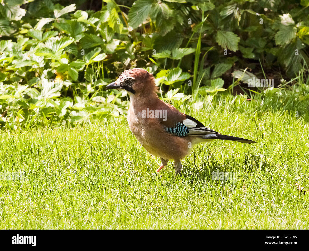Cheshire bird life hi-res stock photography and images - Alamy