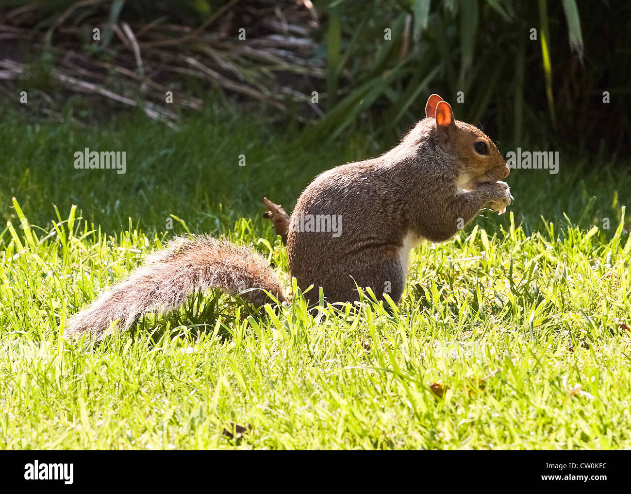 Squirrel eating seed hi-res stock photography and images - Alamy