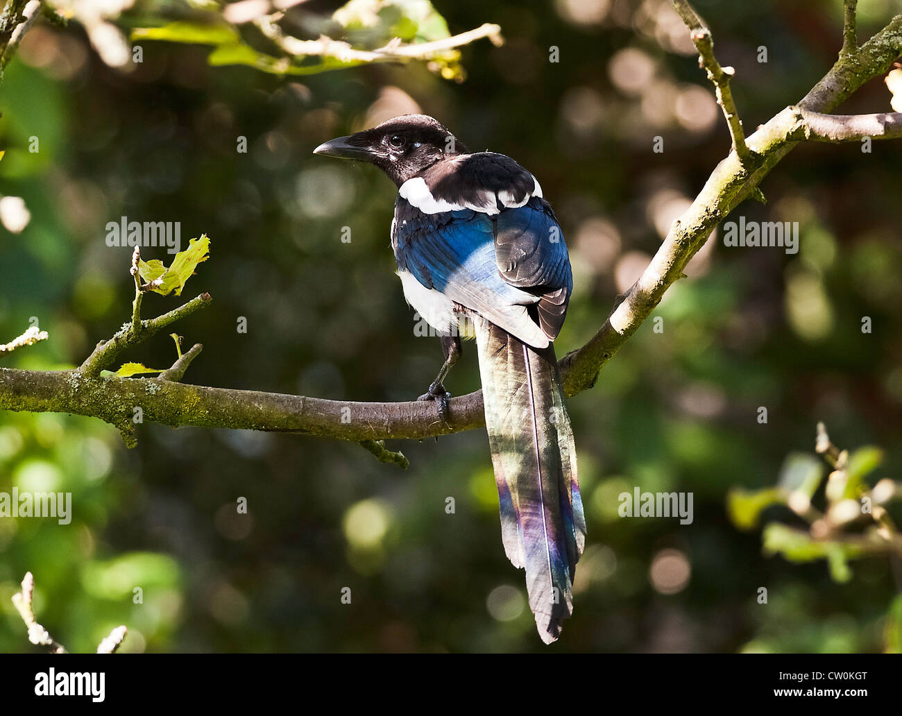 The Iridescent Plumage of a Magpie Perching in an Apple Tree in a ...