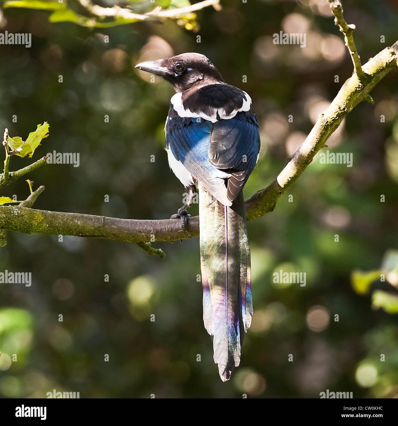 The Iridescent Plumage of a Magpie Perching in an Apple Tree in a ...