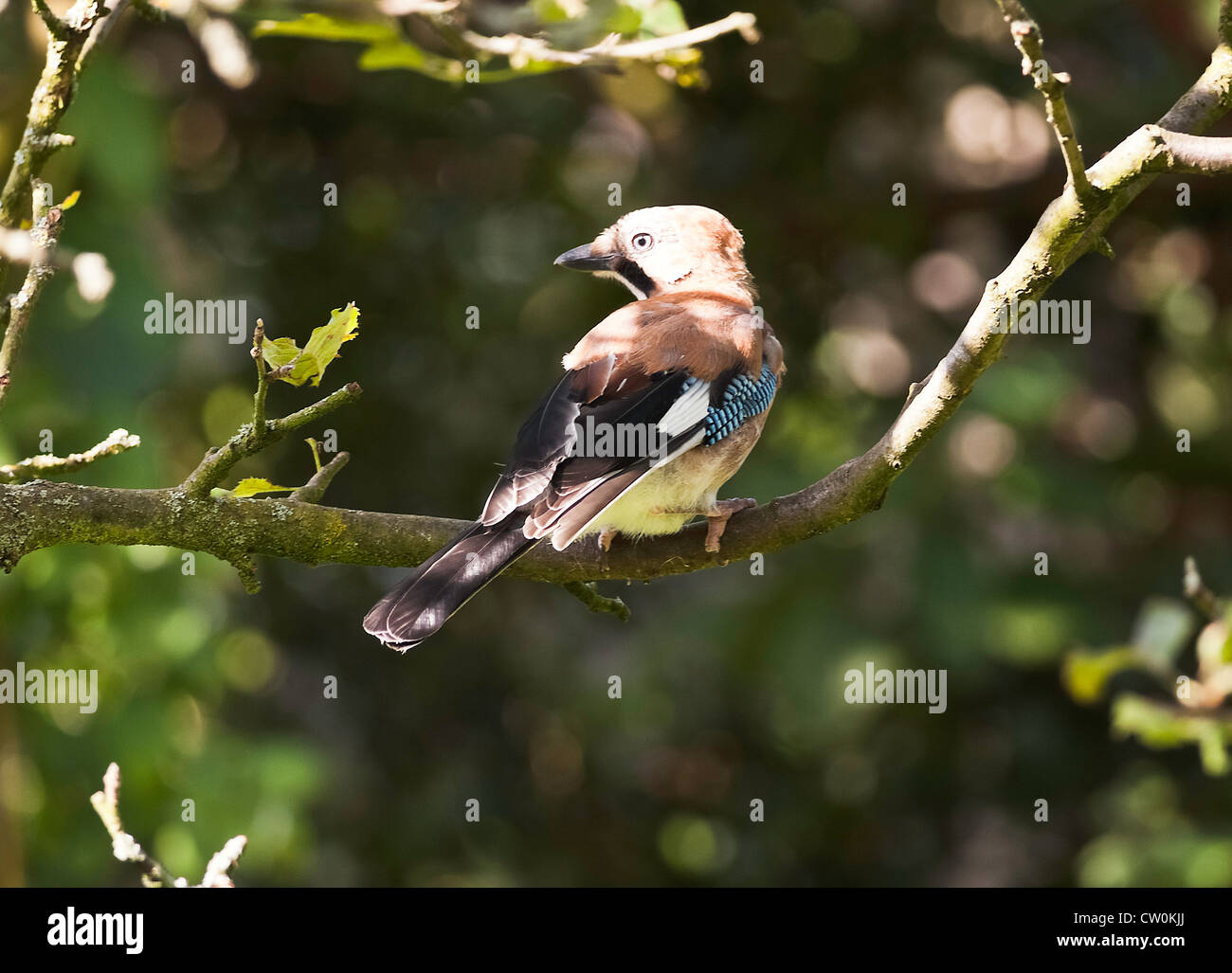 Blue jay with acorn hi-res stock photography and images - Alamy