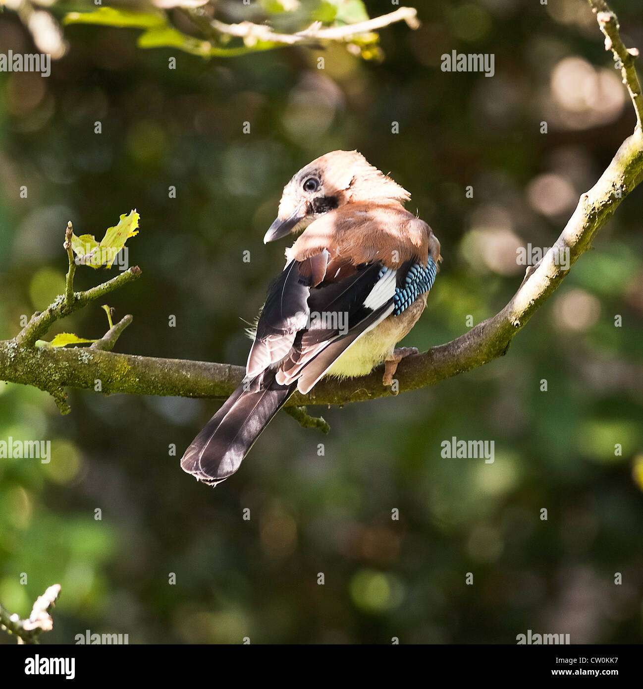 Blue Jay Perching in an Apple Tree Looking for Food in a Cheshire ...