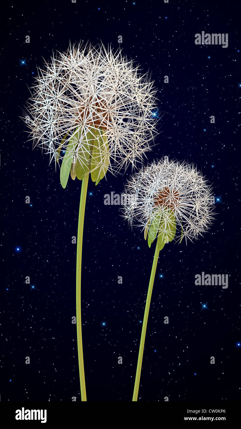 dandelion outdoor under the stars Stock Photo - Alamy