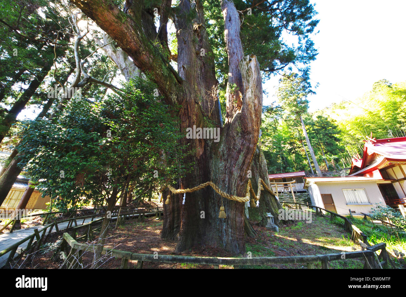Cedar in Kouchi in Japan Stock Photo - Alamy