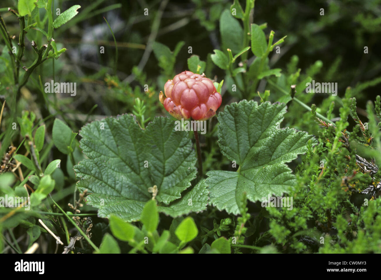 Rubus chamaemorus berries hi-res stock photography and images - Alamy