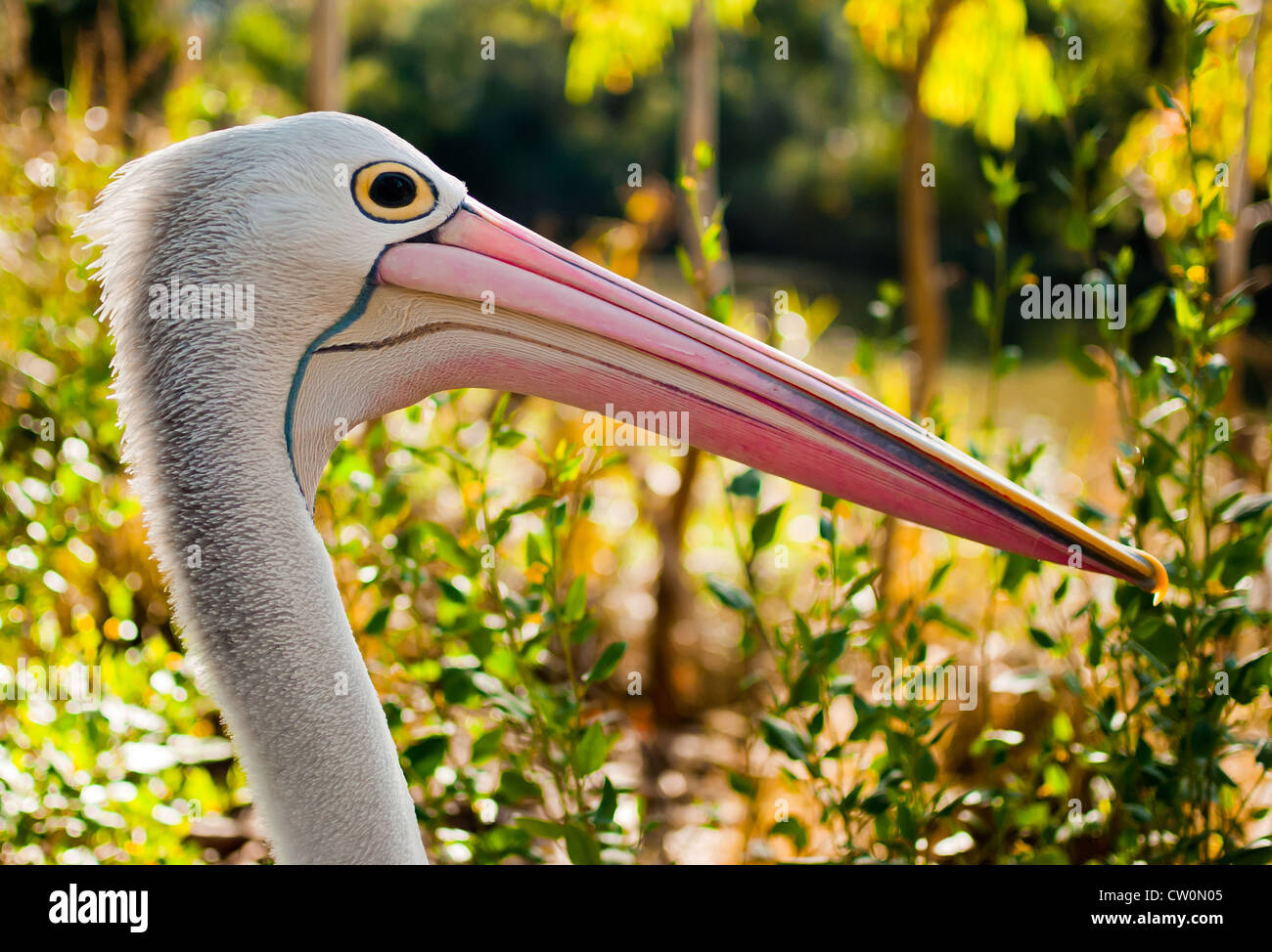 Australian pelican in his natural habitat Stock Photo - Alamy