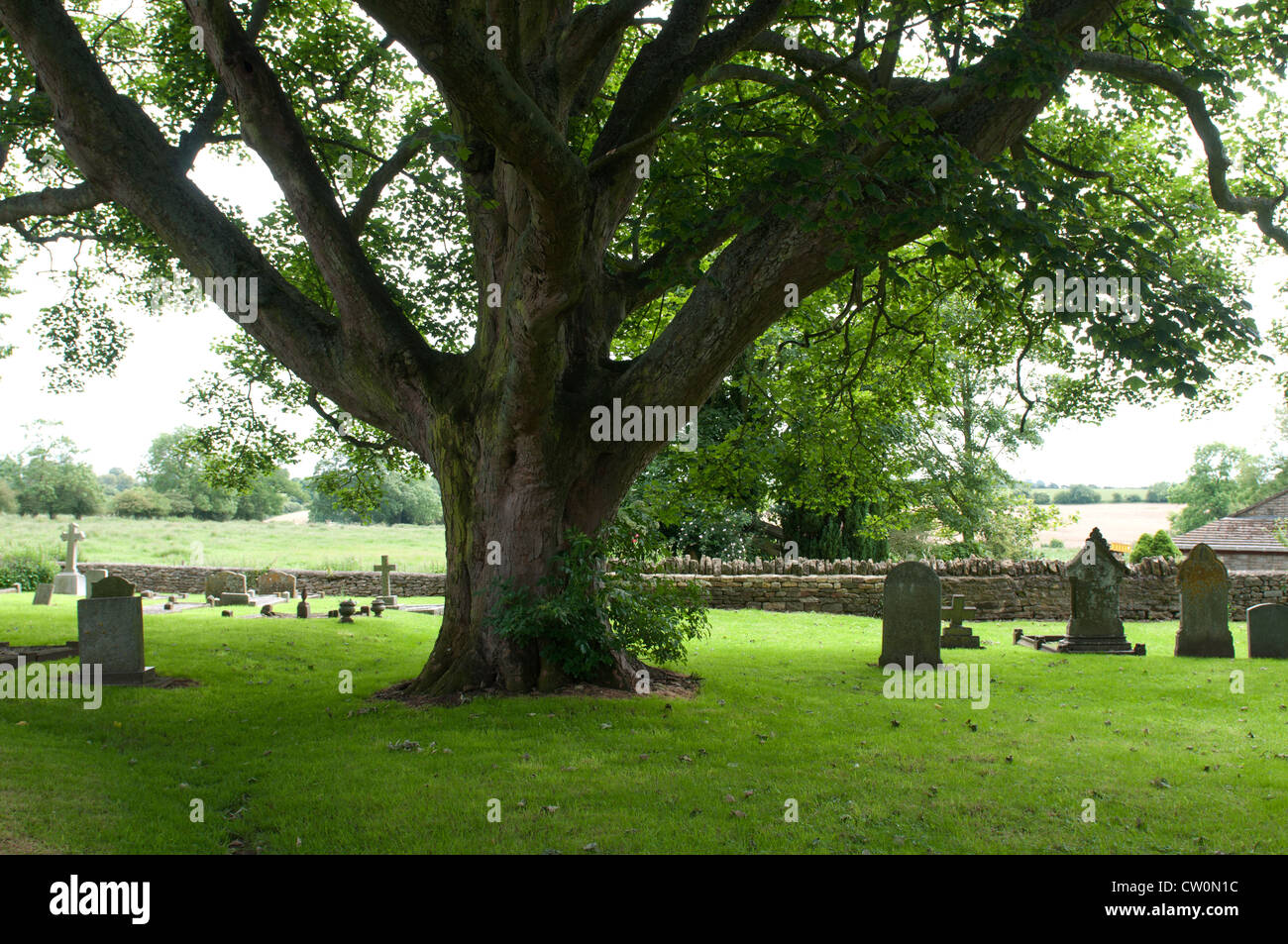 Sycamore tree hi-res stock photography and images - Alamy