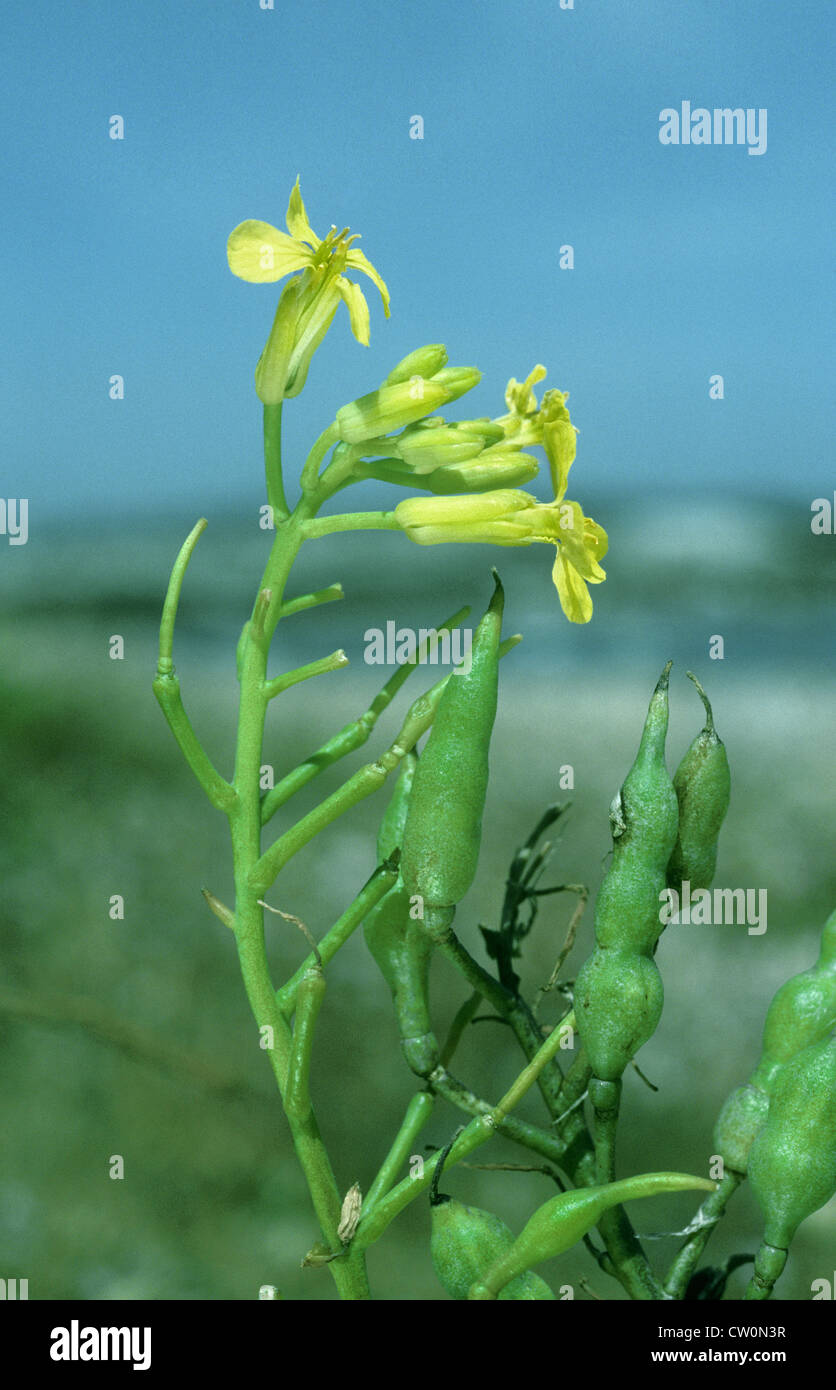 Sea radish hi-res stock photography and images - Alamy