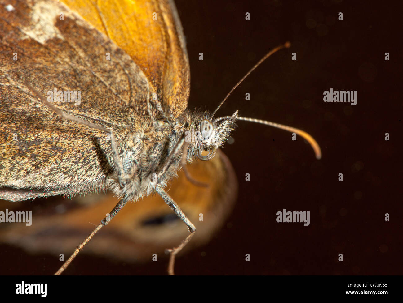 Butterfly close up Stock Photo - Alamy