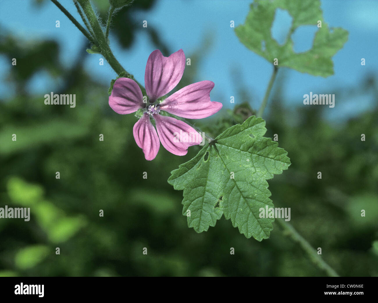 Pink mallow in flower hi-res stock photography and images - Alamy