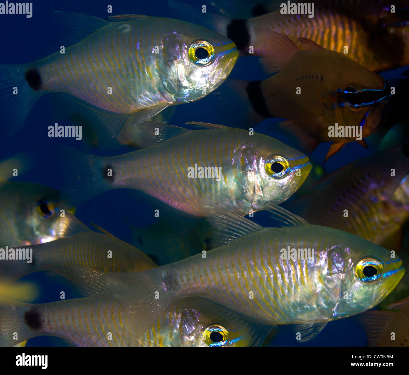 Tropical Fish (Silver Cardinalfish) form a line on a coral reef Stock ...
