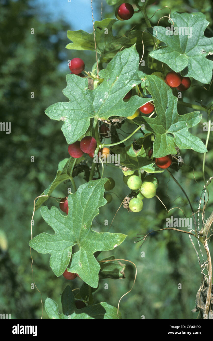 White bryony bryonia dioica hi-res stock photography and images - Alamy